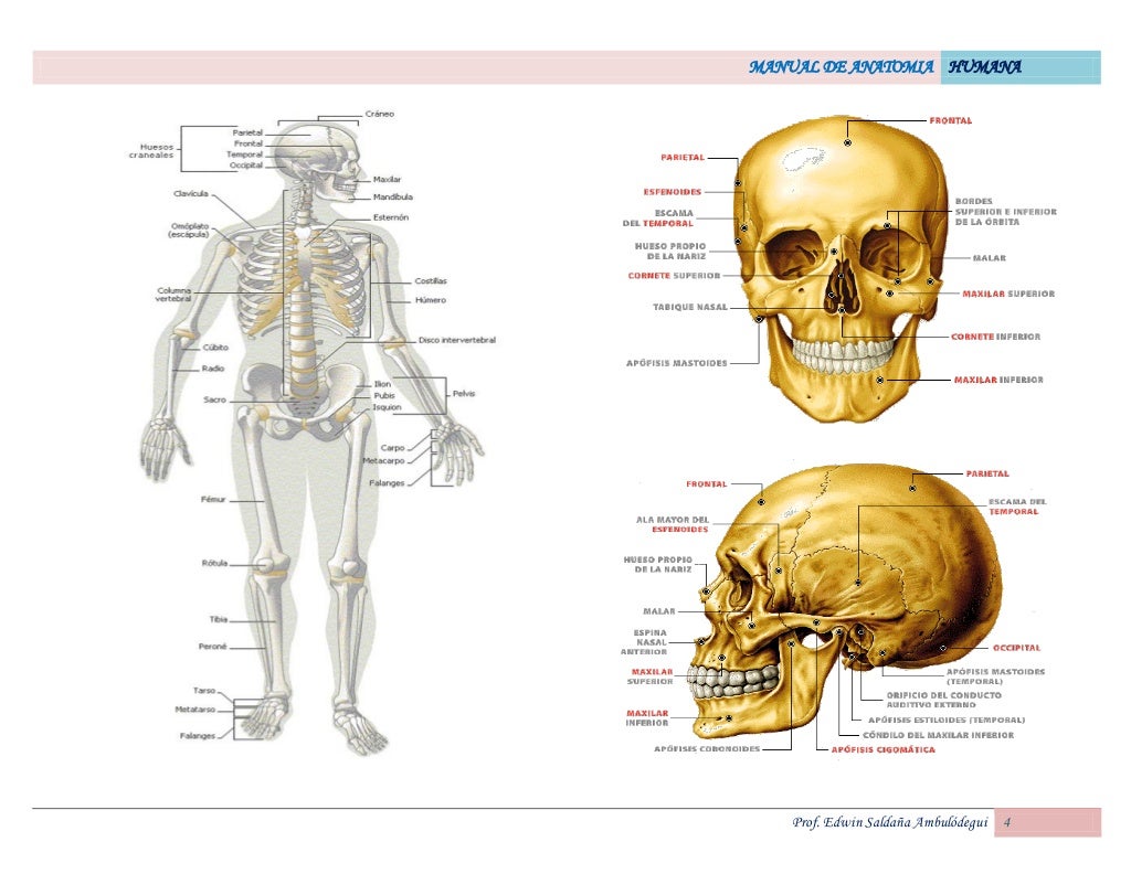 Anatomia Humana