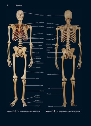 Atlas-de-Anatomia-Humana-Frederic-H-Martini.pdf