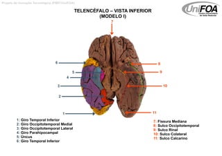 ATLAS-FOTOGRAFICO-DE-NEUROANATOMIA-HUMANA.pdf