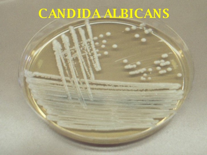 Atlas Microbiologia Clinica Pate I