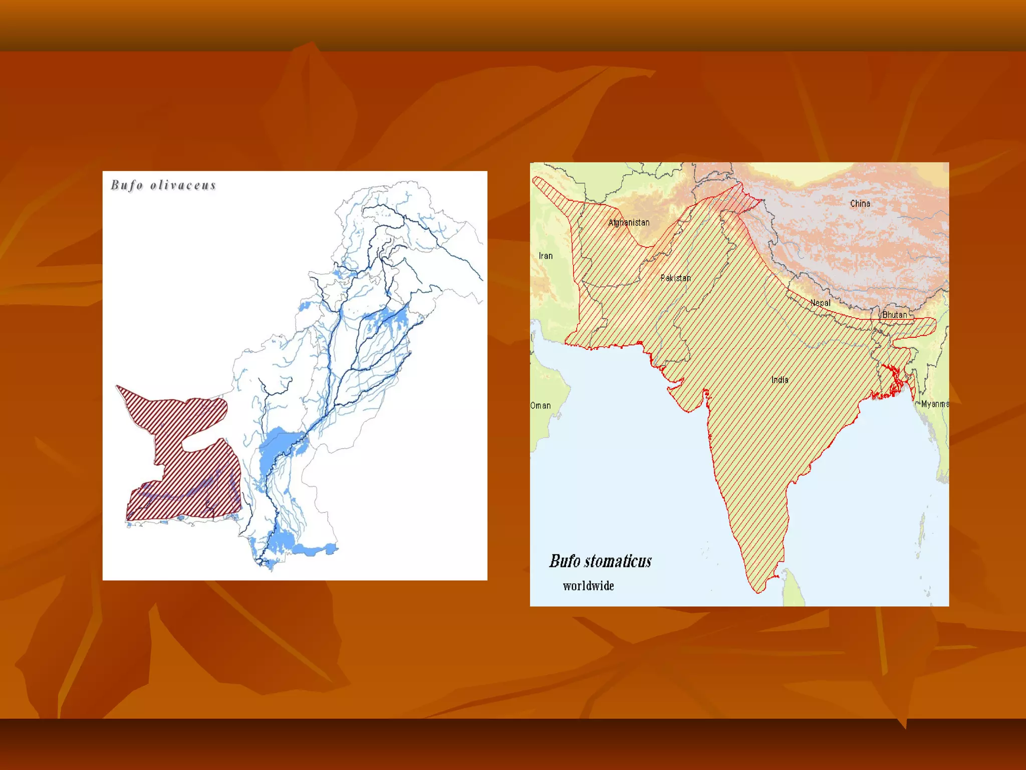 Atlas amphibians of pakistan | PPT