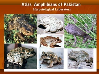 Atlas amphibians of pakistan | PPT