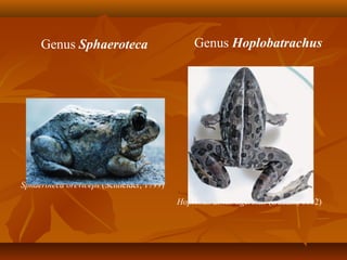 Atlas amphibians of pakistan | PPT