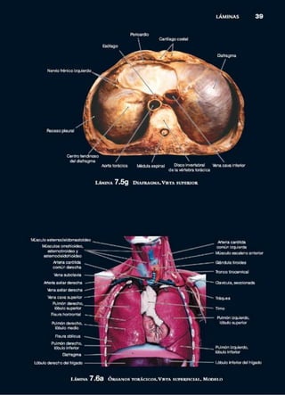 Atlas anatomia humana | PDF