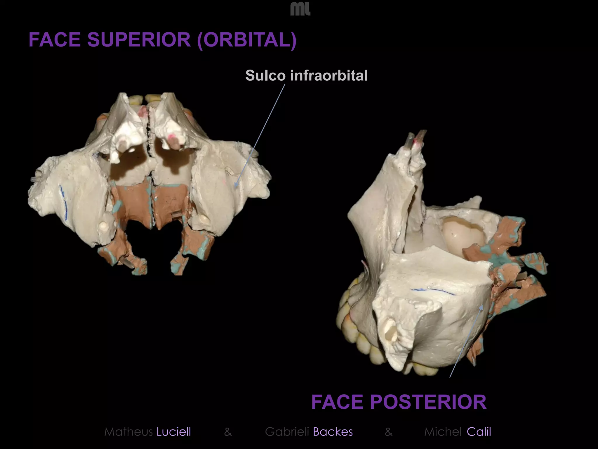 Atlas anatomia oral; luciell, backes & calil | PPT