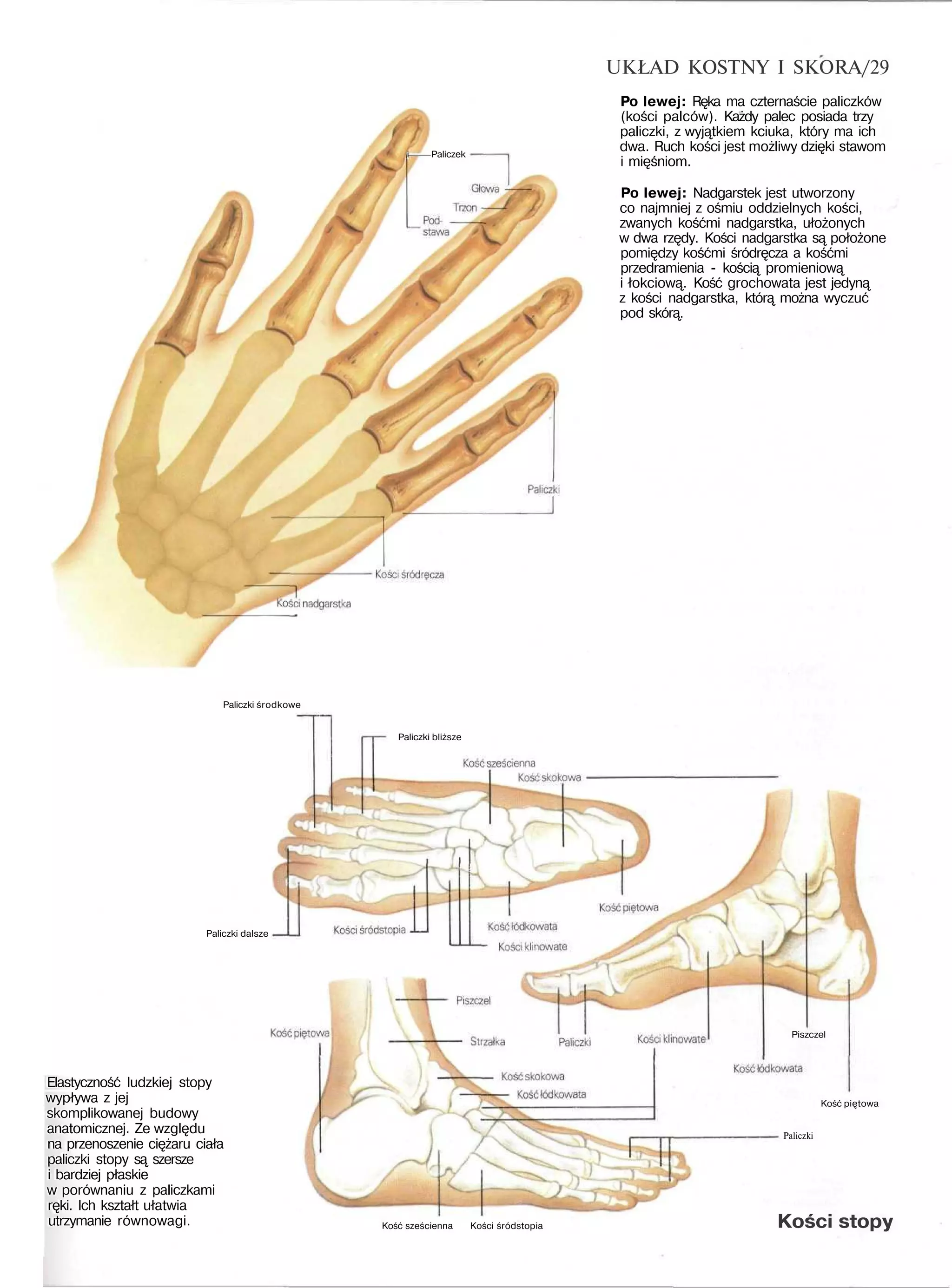 Atlas anatomiczny | PDF