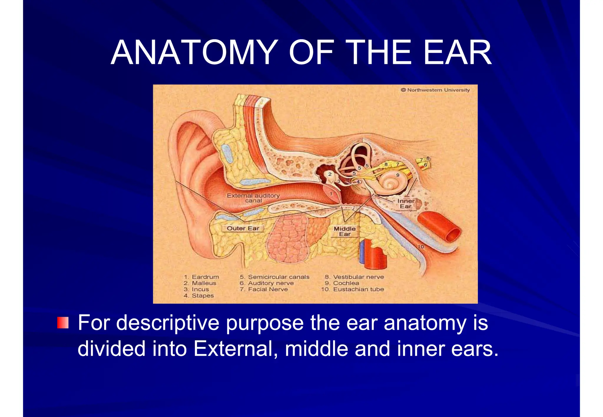Ear anatomy mnfsahgw1xvjhe@chgwahhgrseyy | PPT