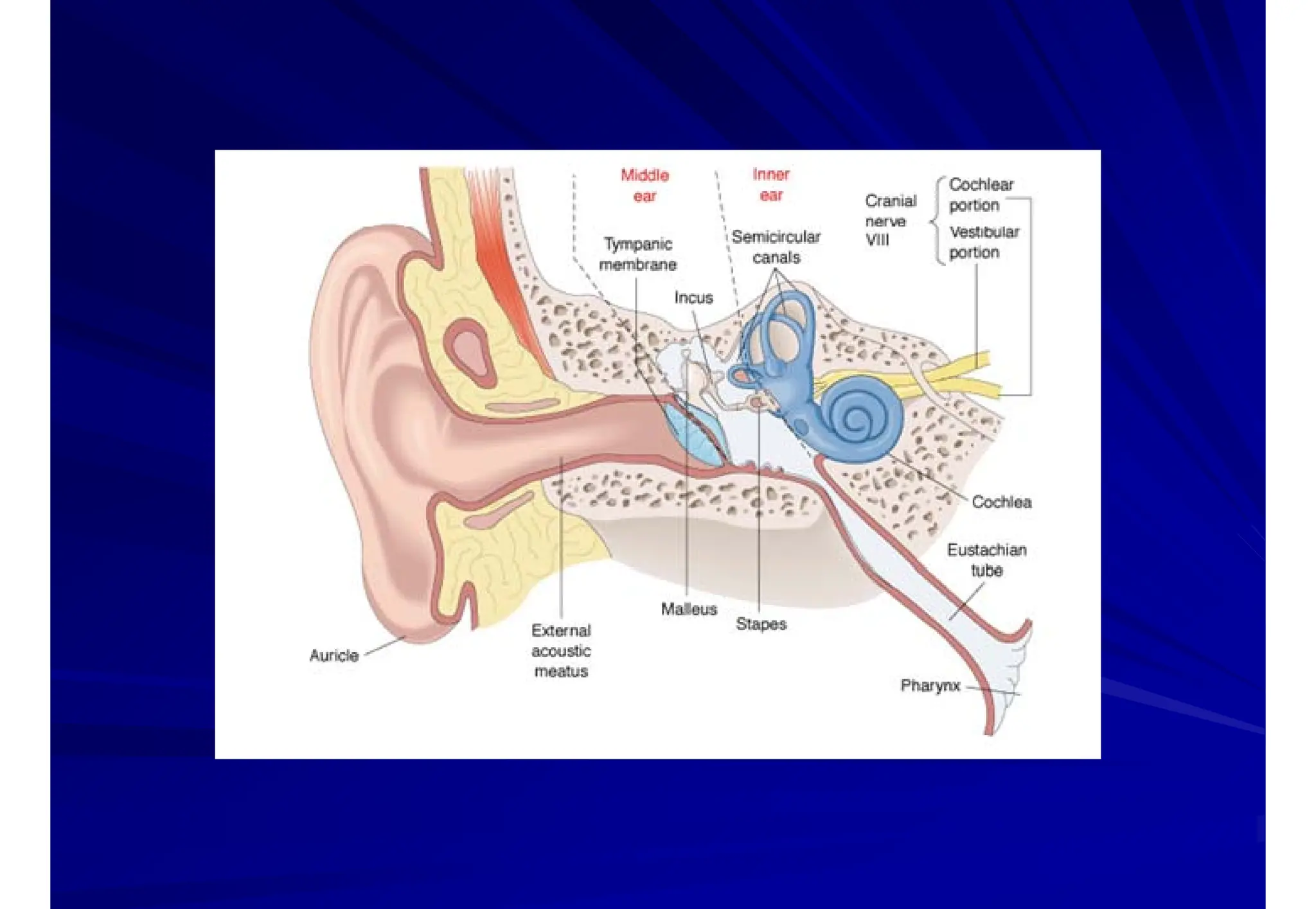 Ear anatomy mnfsahgw1xvjhe@chgwahhgrseyy | PPT