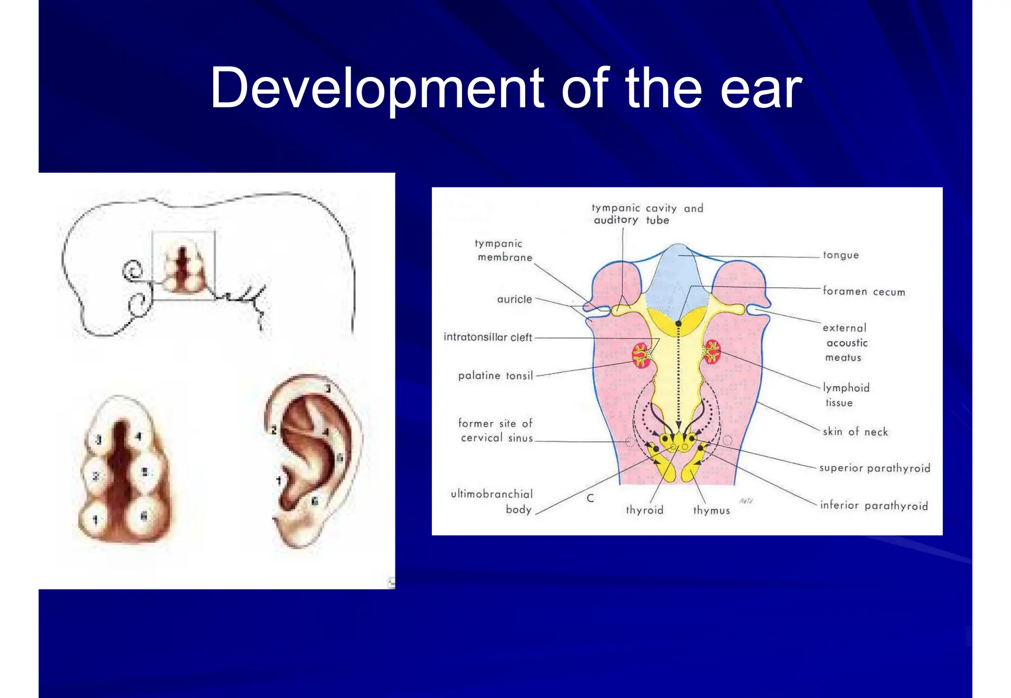 Ear anatomy mnfsahgw1xvjhe@chgwahhgrseyy | PPT