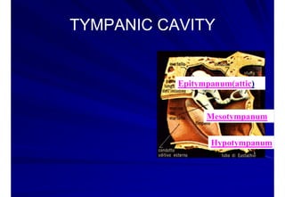 Ear anatomy mnfsahgw1xvjhe@chgwahhgrseyy | PPT