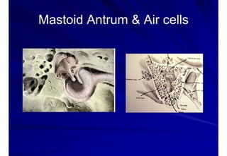 Ear anatomy mnfsahgw1xvjhe@chgwahhgrseyy | PPT