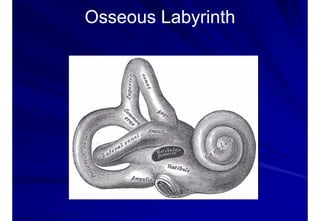 Ear anatomy mnfsahgw1xvjhe@chgwahhgrseyy | PPT