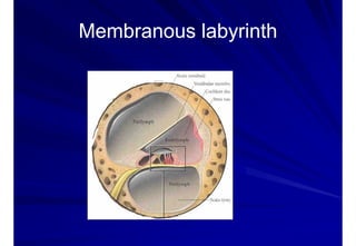 Ear anatomy mnfsahgw1xvjhe@chgwahhgrseyy | PPT