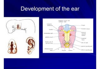 Ear anatomy mnfsahgw1xvjhe@chgwahhgrseyy | PPT