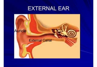 Ear anatomy mnfsahgw1xvjhe@chgwahhgrseyy | PPT