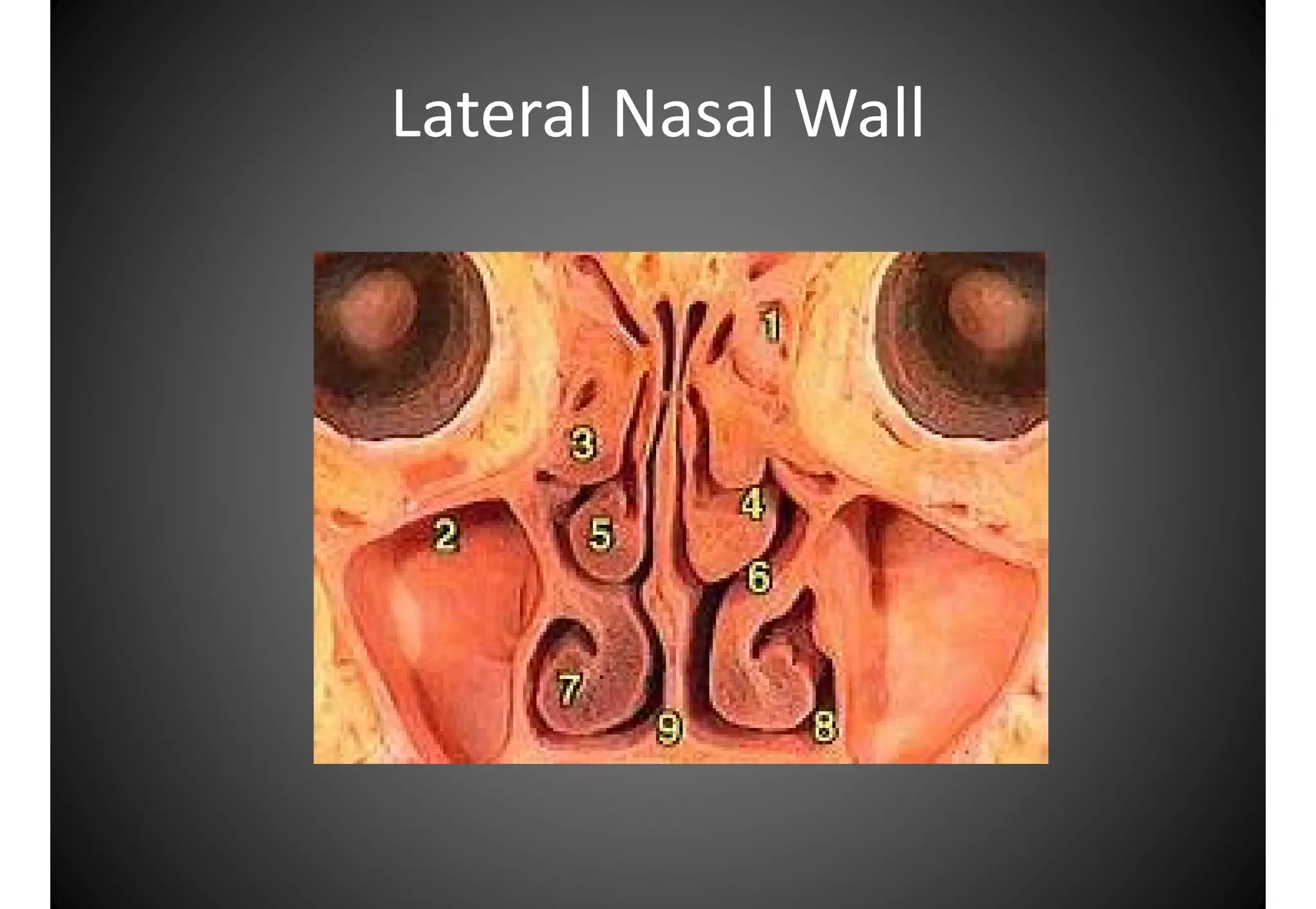 Atlas anatomy of the nose and paranasal sinuses | PDF