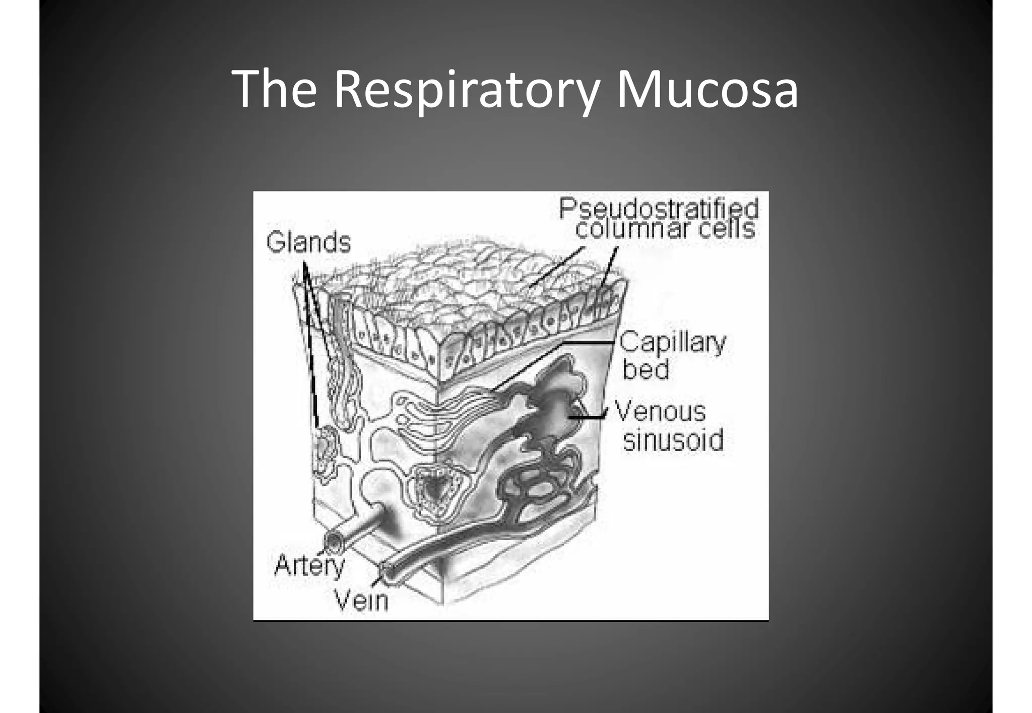 Atlas anatomy of the nose and paranasal sinuses | PDF