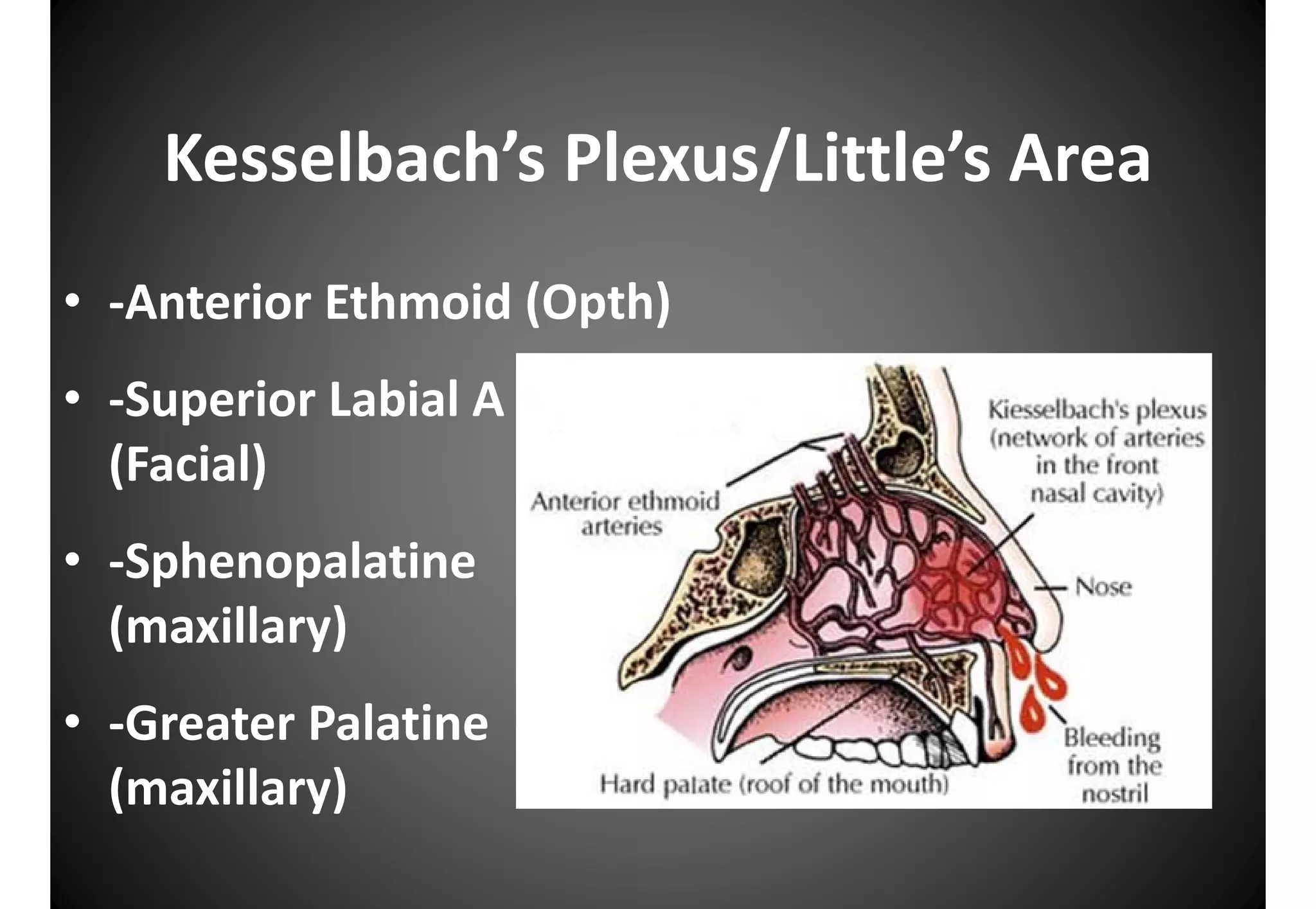 Atlas anatomy of the nose and paranasal sinuses | PDF