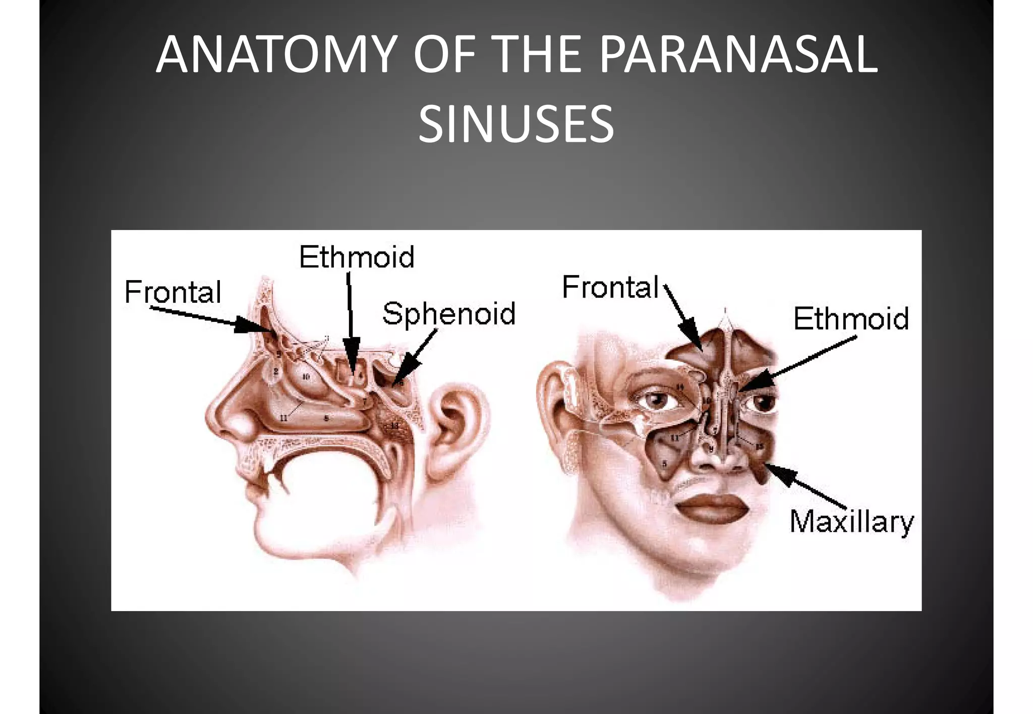 Atlas anatomy of the nose and paranasal sinuses | PDF