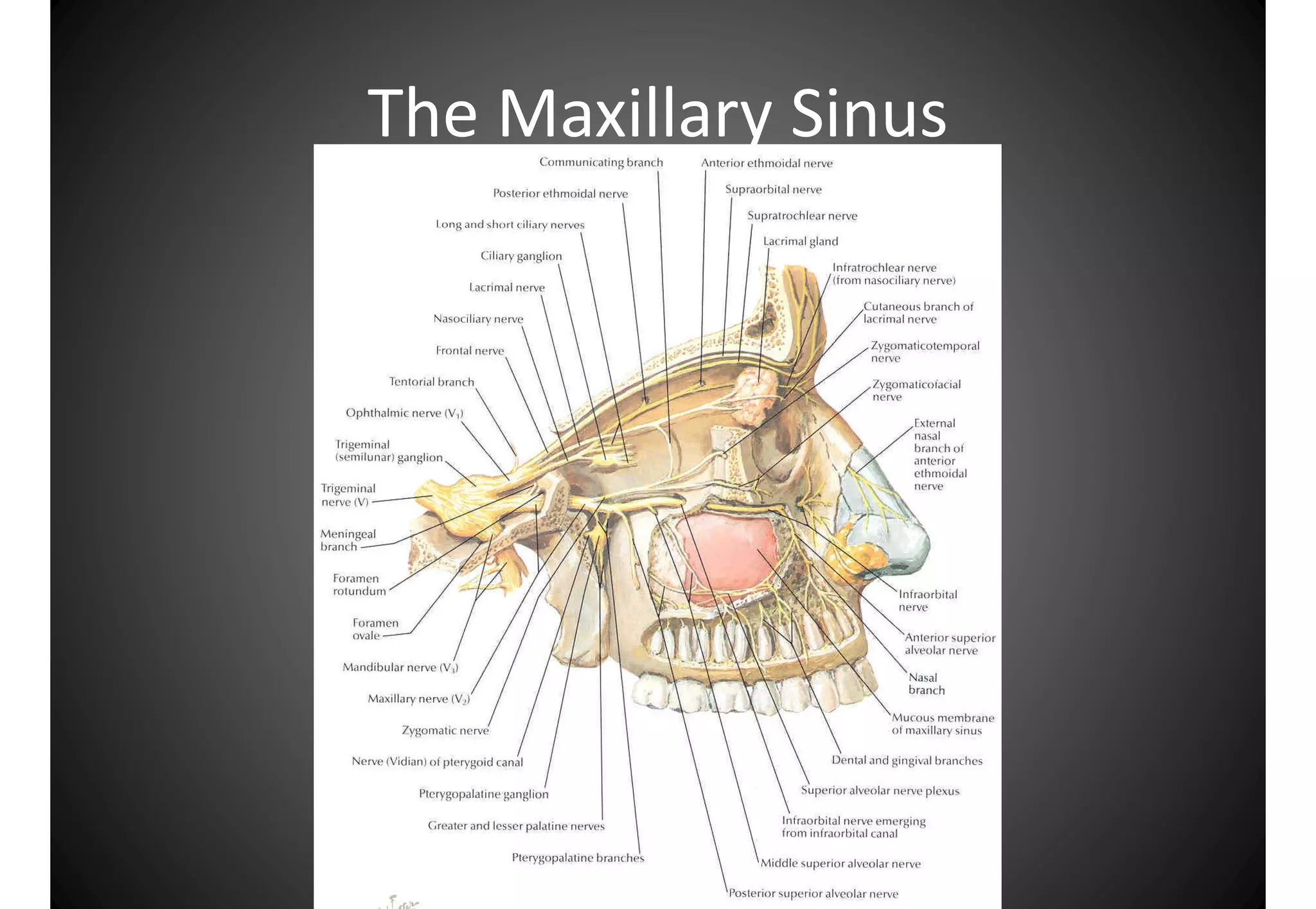 Atlas anatomy of the nose and paranasal sinuses | PDF
