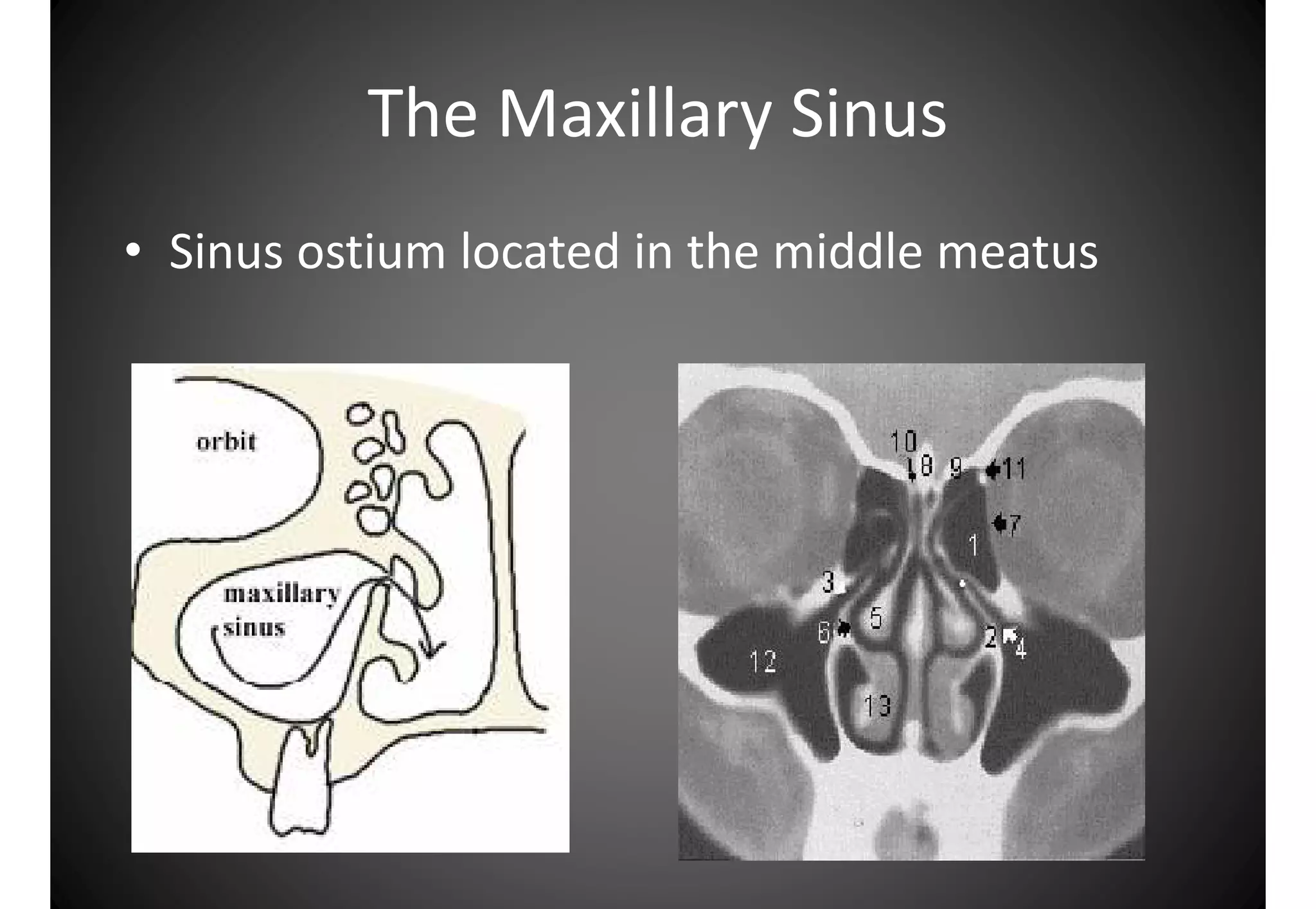 Atlas anatomy of the nose and paranasal sinuses | PDF