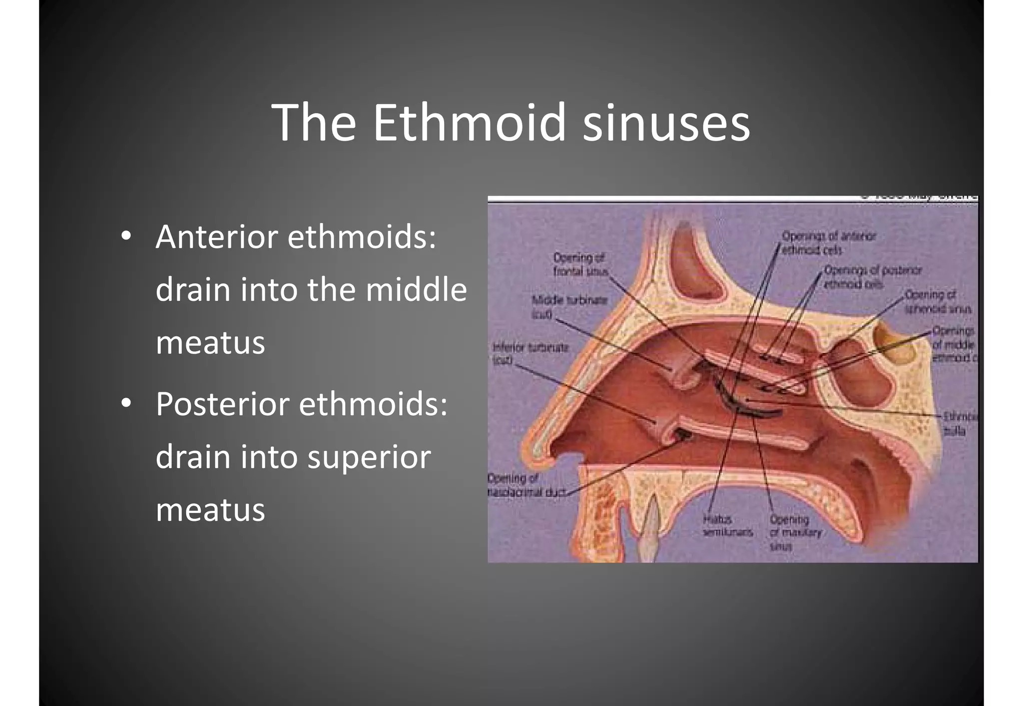 Atlas anatomy of the nose and paranasal sinuses | PDF