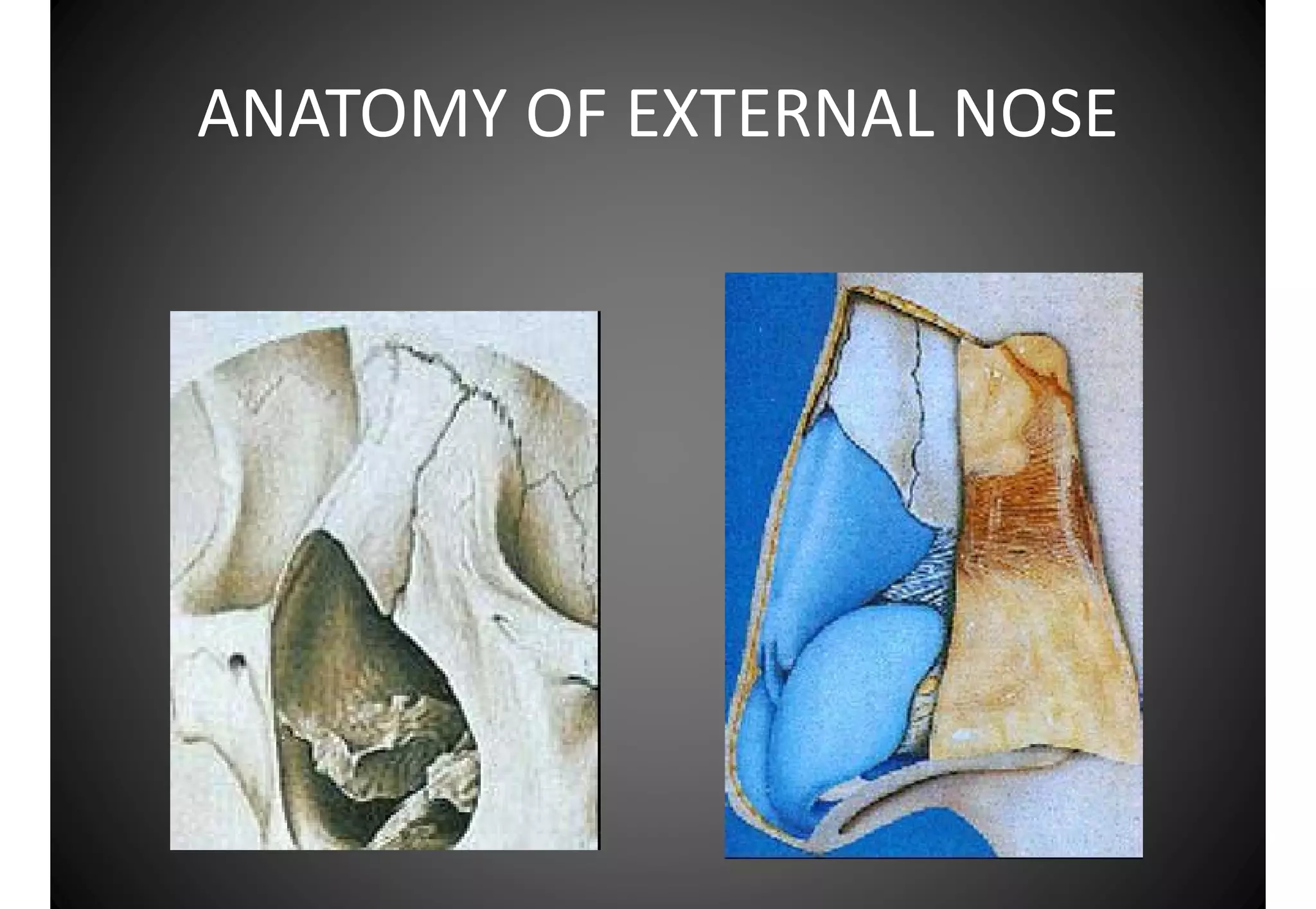 Atlas anatomy of the nose and paranasal sinuses | PDF