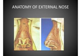Atlas anatomy of the nose and paranasal sinuses | PDF