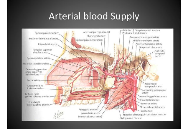 Atlas anatomy of the nose and paranasal sinuses | PDF | Ear, Nose and ...