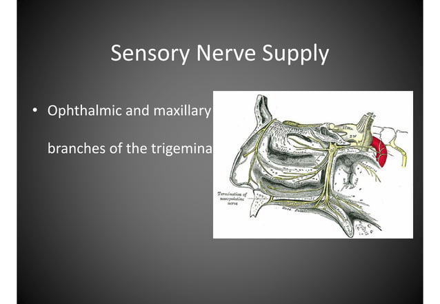 Atlas anatomy of the nose and paranasal sinuses | PDF | Ear, Nose and ...