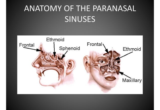 Atlas anatomy of the nose and paranasal sinuses | PDF | Ear, Nose and ...
