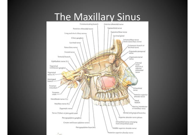 Atlas anatomy of the nose and paranasal sinuses | PDF | Ear, Nose and ...