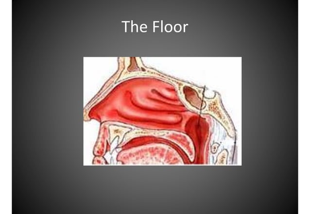 Atlas anatomy of the nose and paranasal sinuses | PDF | Ear, Nose and ...