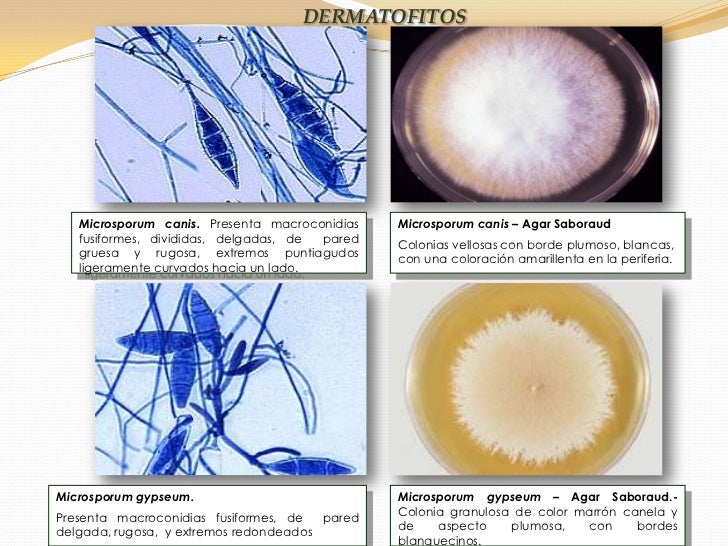 Atlas bacteriologico.a