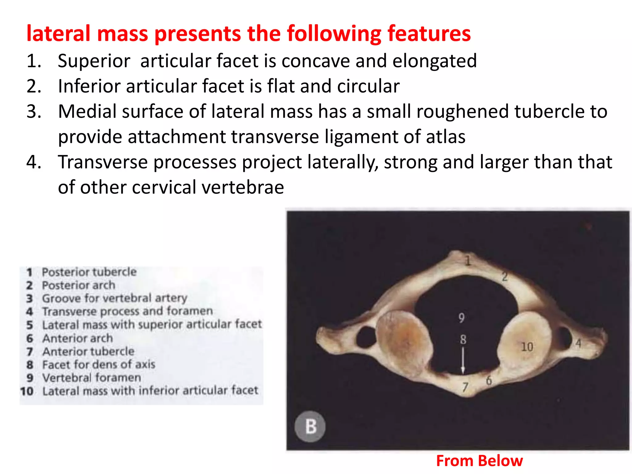Atlas(C1) & Axis(C2) Vertebrae.pptx