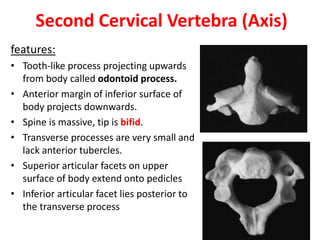Atlas(C1) & Axis(C2) Vertebrae.pptx