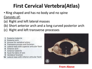 Atlas(C1) & Axis(C2) Vertebrae.pptx