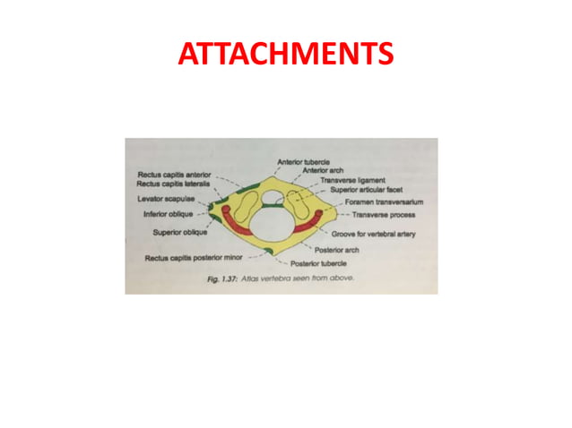 Atlas(C1) & Axis(C2) Vertebrae.pptx | Death, Injury, or Military Conflict | Sensitive Topics