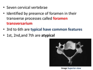 Axis Vertebra Superior View