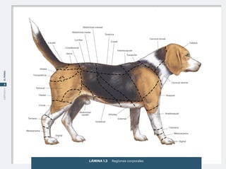 ATLAS concepto basico anatomia.pdf