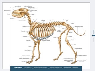 ATLAS concepto basico anatomia.pdf