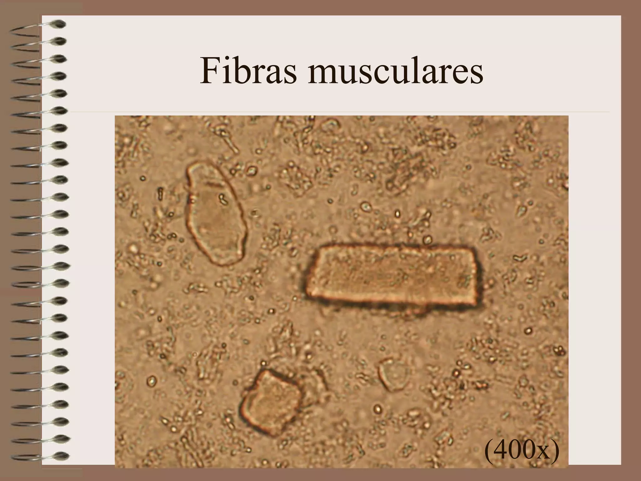 Atlas Coprologia.pdf