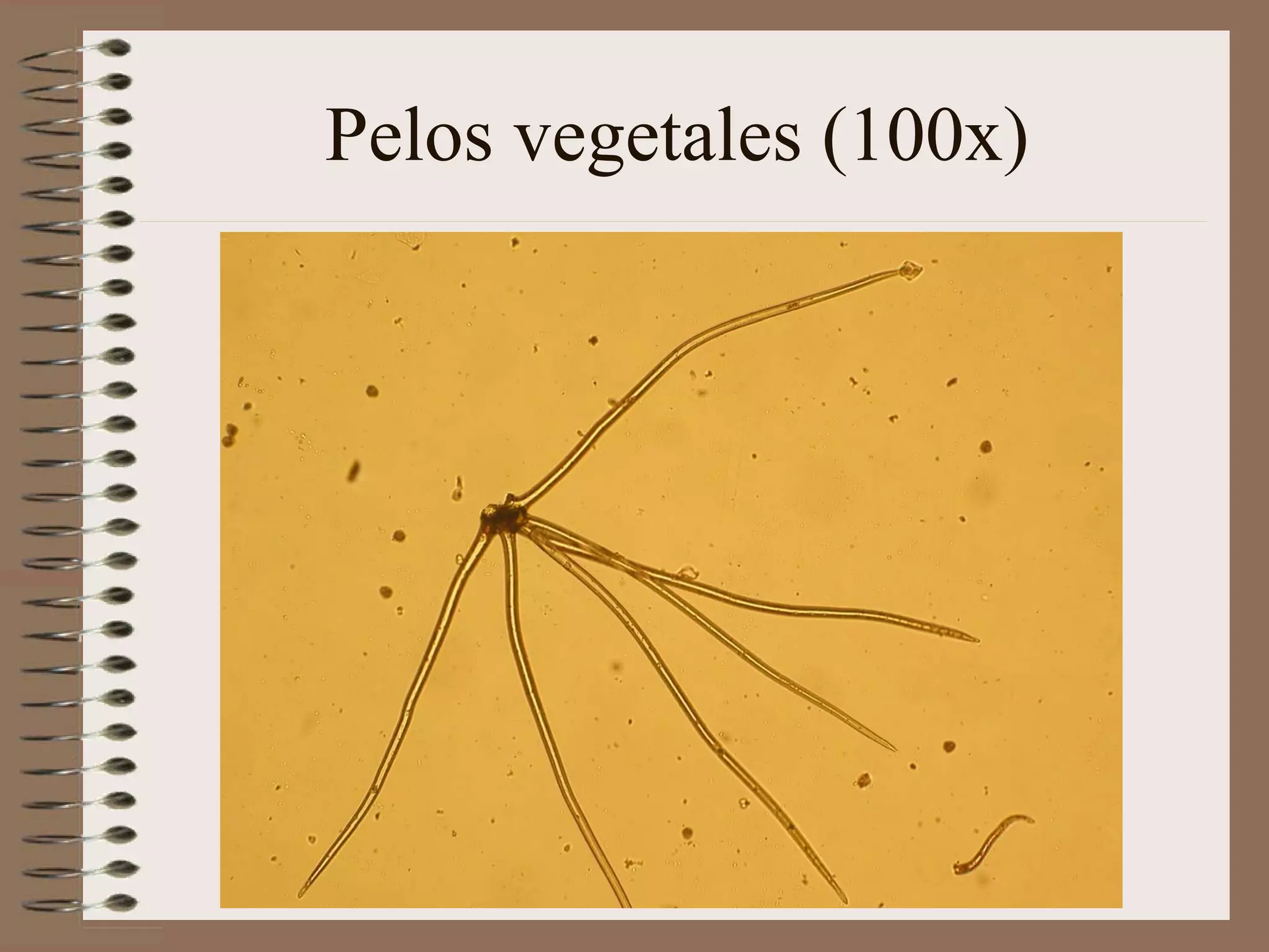 Atlas Coprologia.pdf