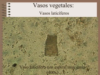 Atlas Coprologia.pdf