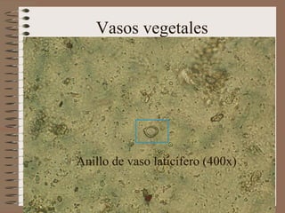 Atlas Coprologia.pdf