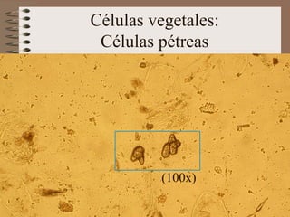 Atlas Coprologia.pdf