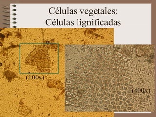 Atlas Coprologia.pdf