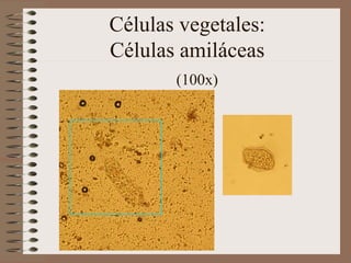 Atlas Coprologia.pdf