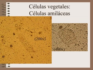 Atlas Coprologia.pdf