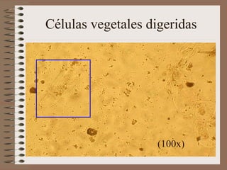 Atlas Coprologia.pdf